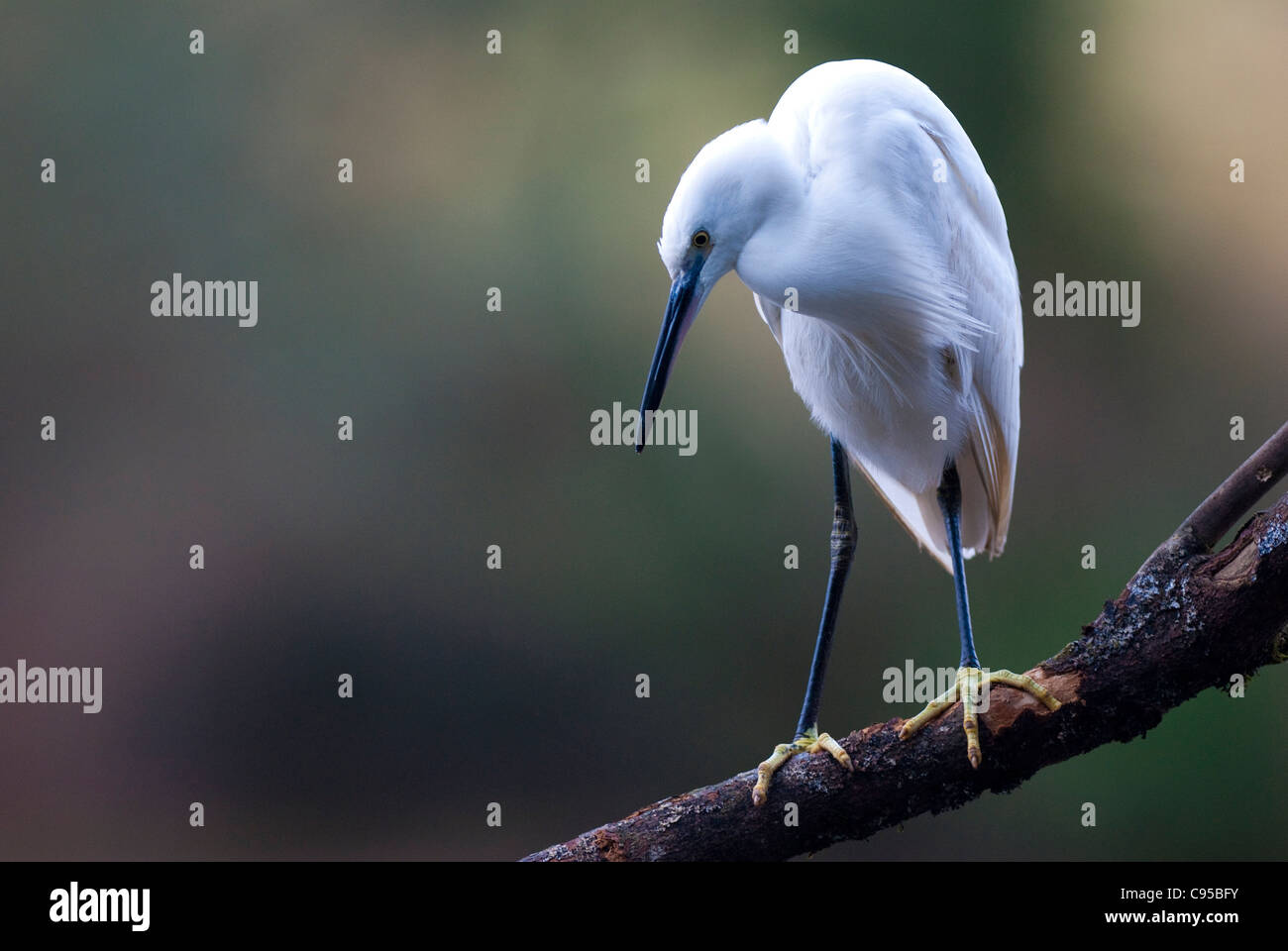 Egret wildlife hi-res stock photography and images - Alamy