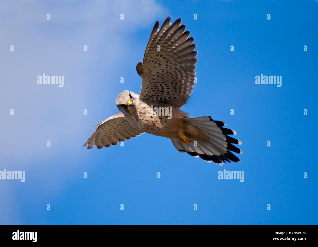 European Kestrel flying Stock Photo - Alamy