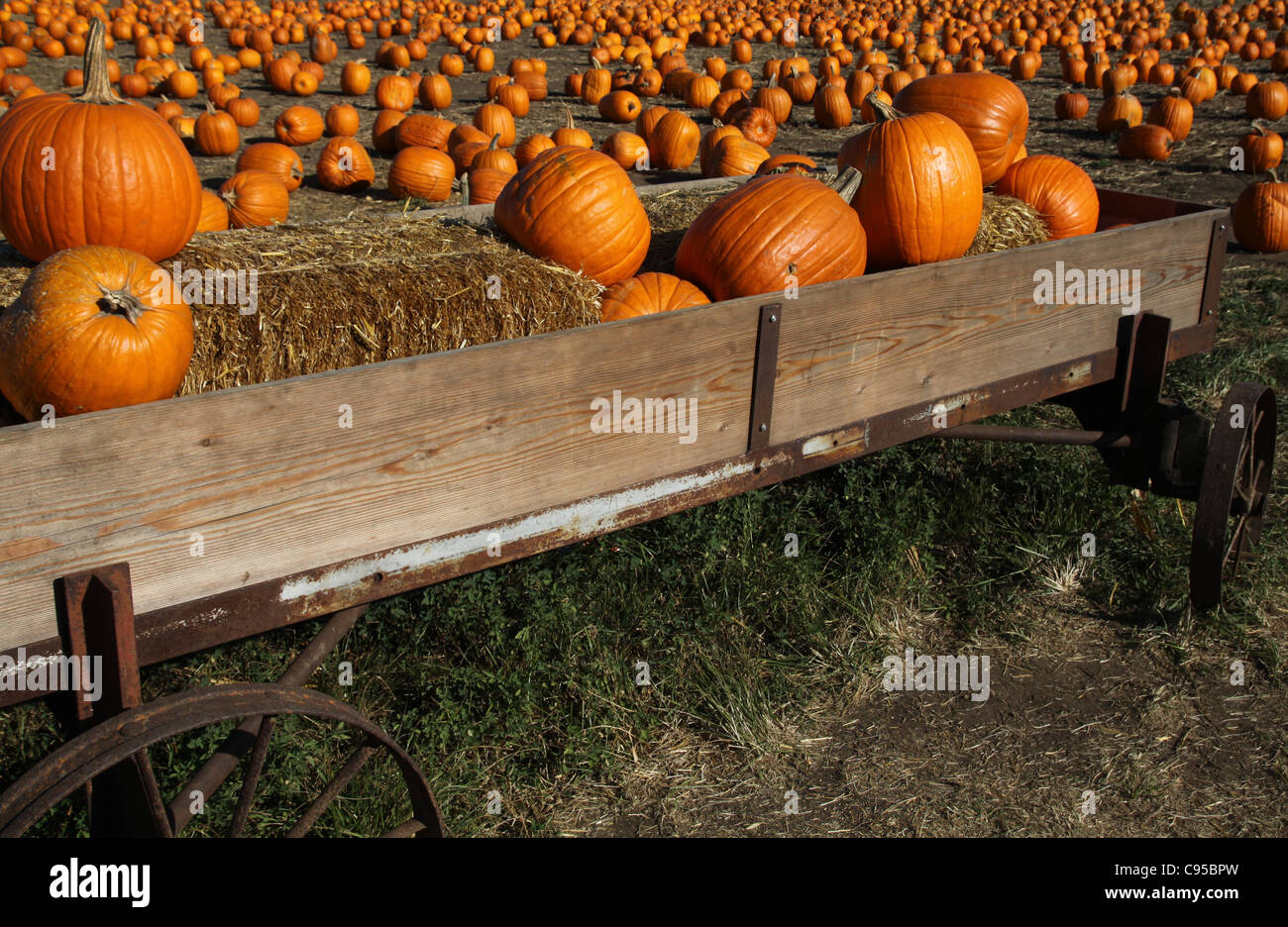 Pumpkins in a wagon at a pumpkin patch Stock Photo - Alamy