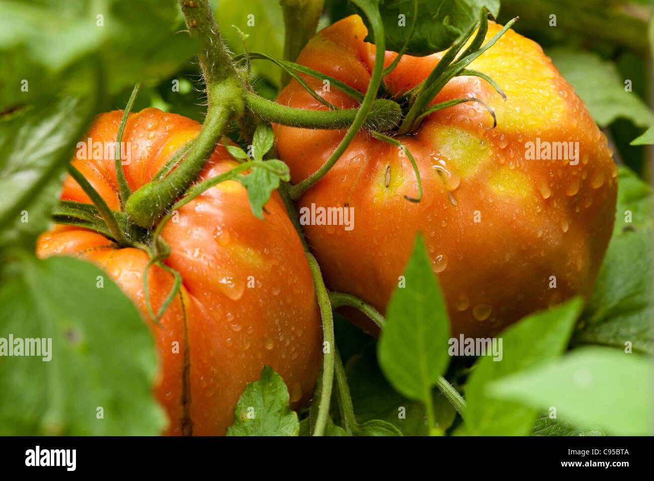 Ox Heart Tomatoes High Resolution Stock Photography and Images - Alamy