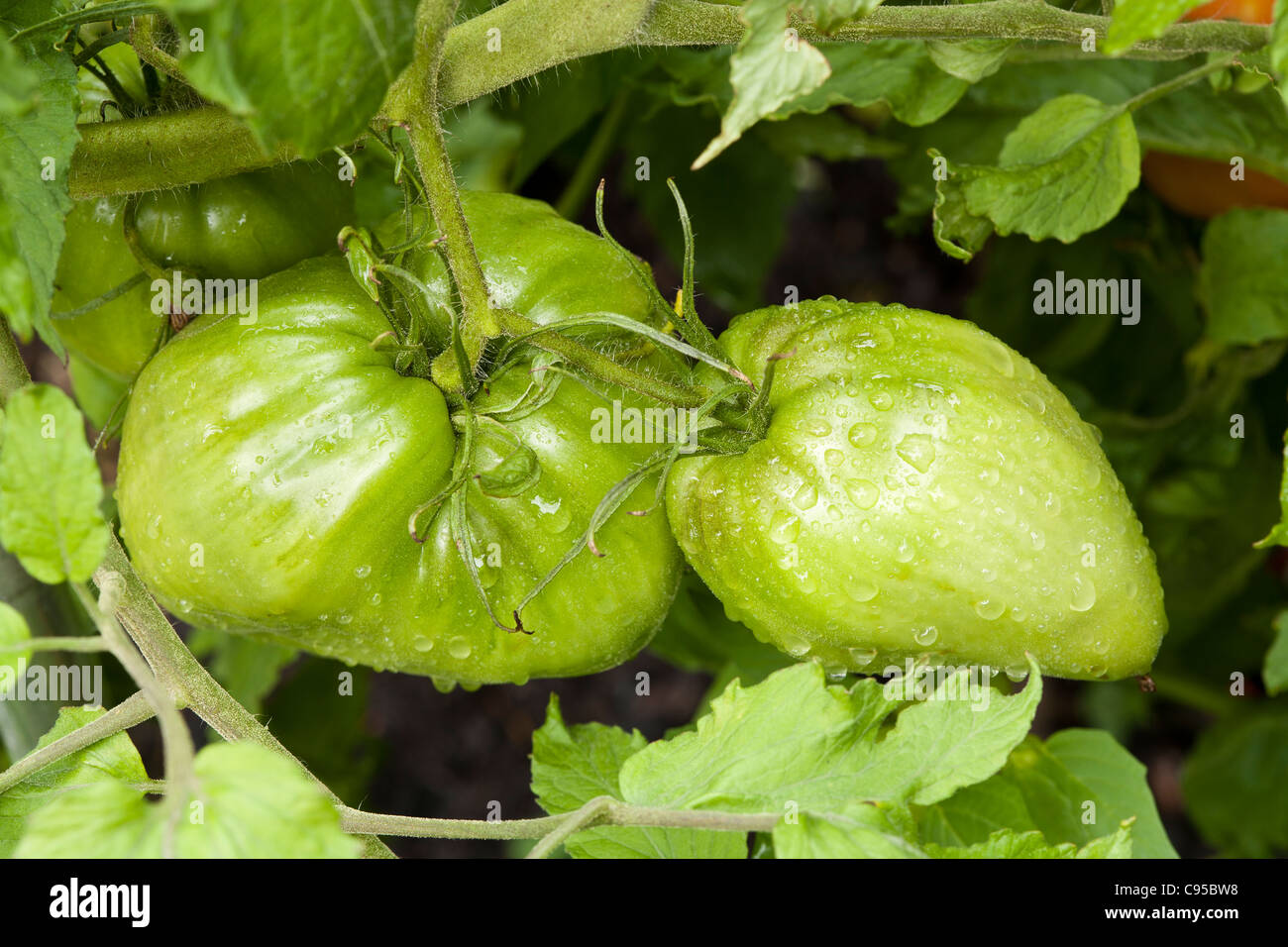 Two large green ox heart tomatoes gradually ripen among the vine's ...