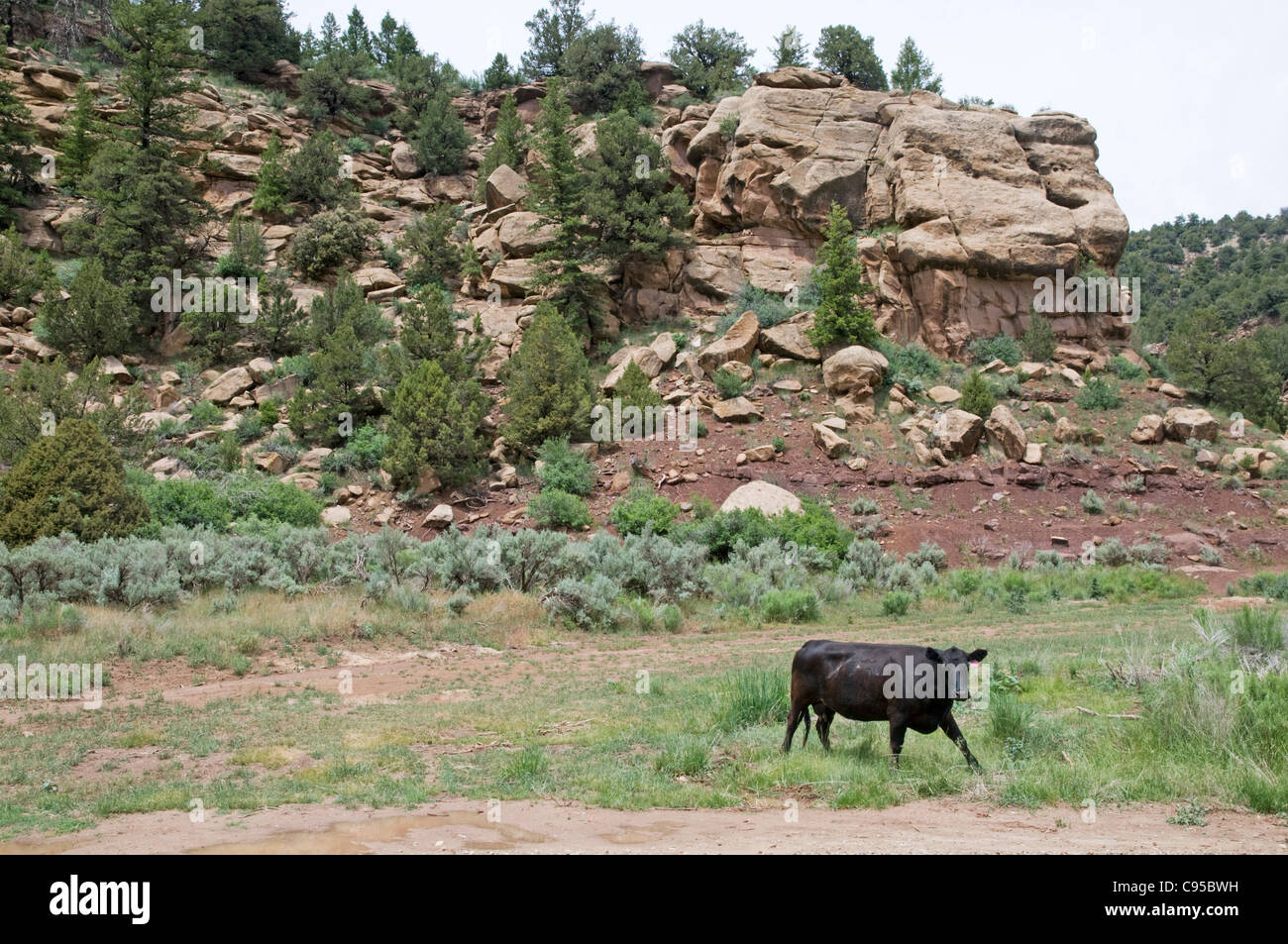 A lone cow wanders through Nine Mile Canyon, Utah Stock Photo - Alamy