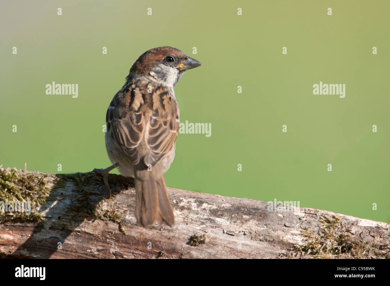 Tree sparrow perched on dead log Stock Photo - Alamy