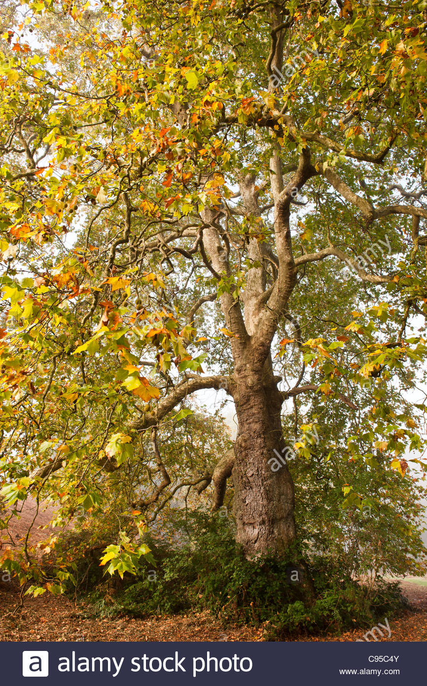 London Plane Stock Photos & London Plane Stock Images - Alamy
