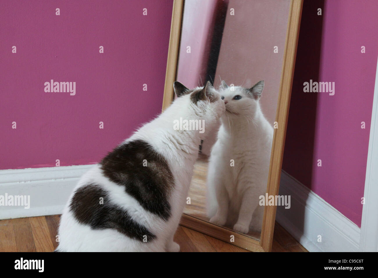 A cat looking at itself in a mirror Stock Photo - Alamy