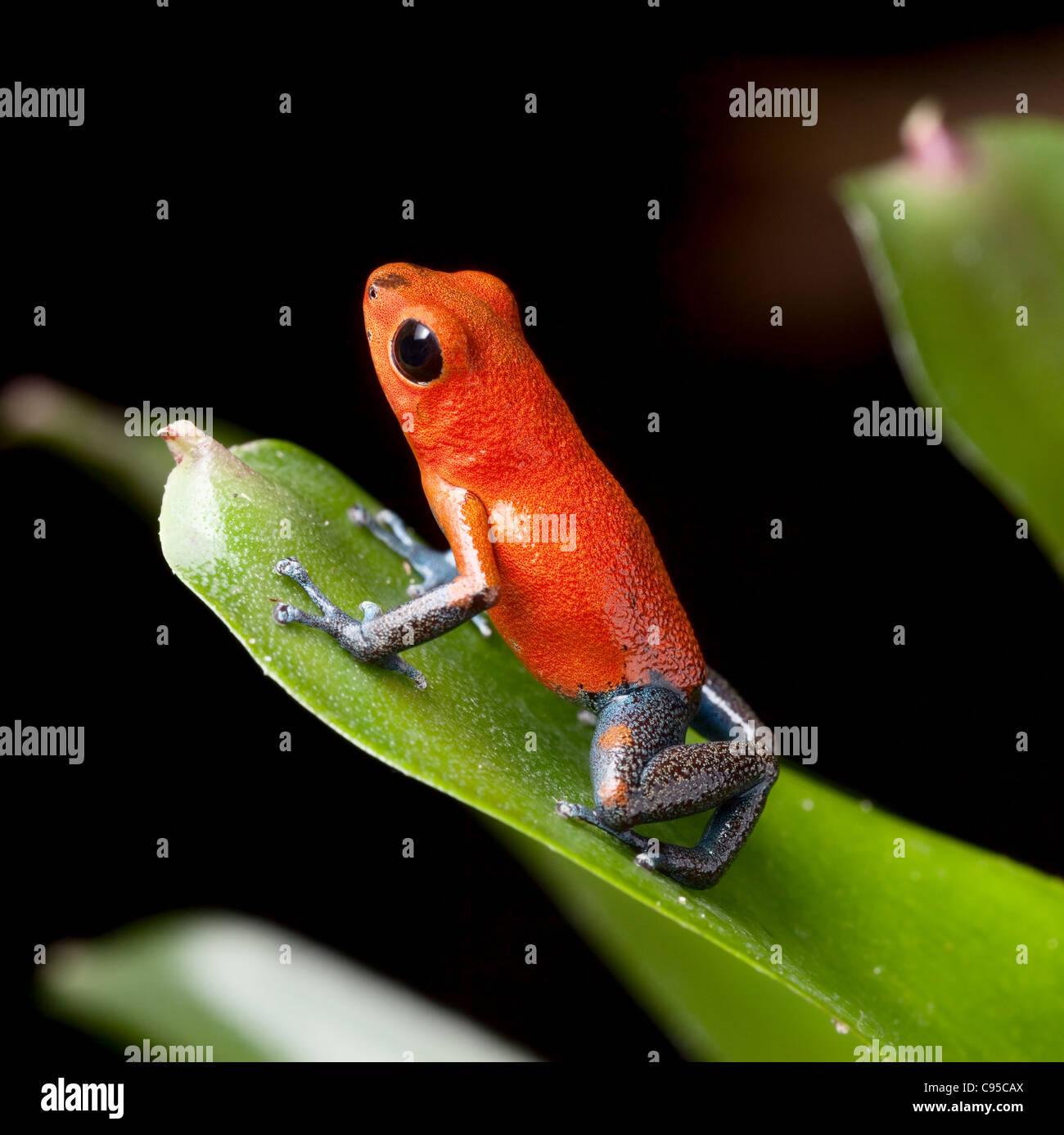 red strawberry poison dart frog In rain forest panama Stock Photo - Alamy