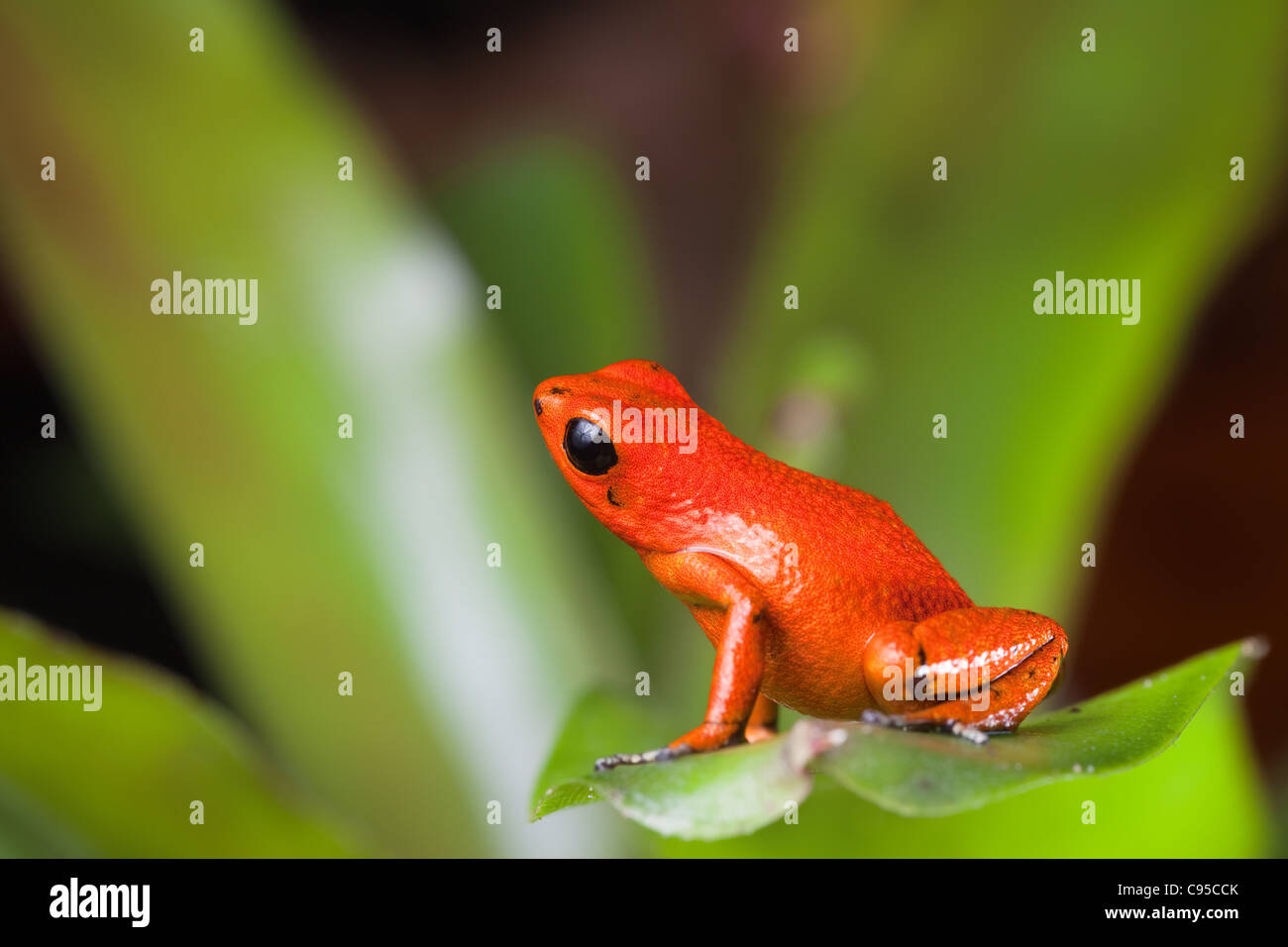 orange poison dart frog oophagus pumilio Stock Photo - Alamy