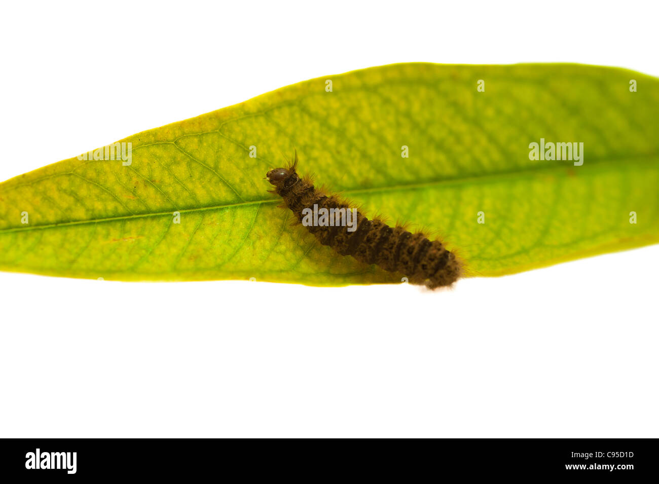 Caterpillar on leaf over white Stock Photo - Alamy