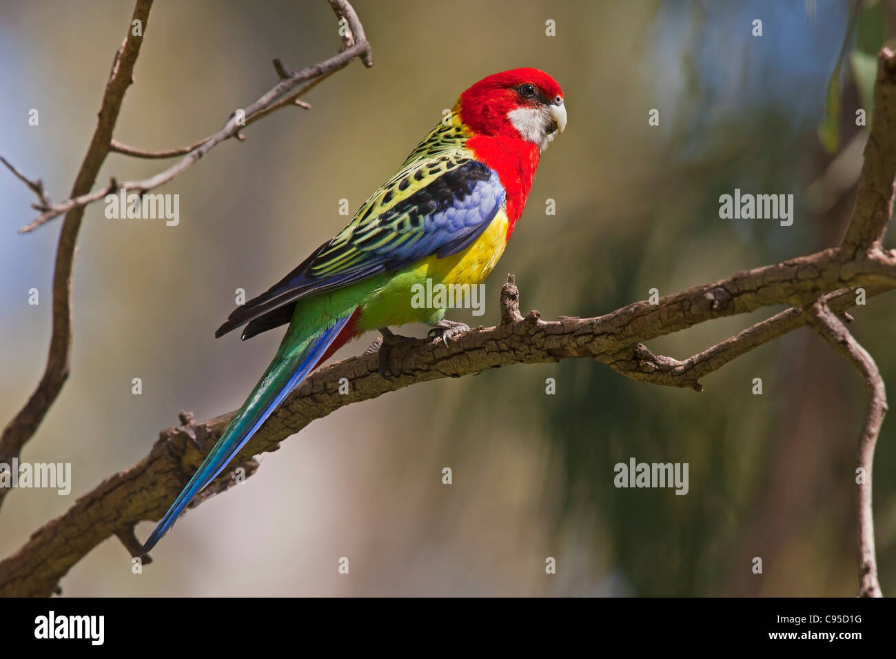 Eastern Rosella High Resolution Stock Photography and Images - Alamy