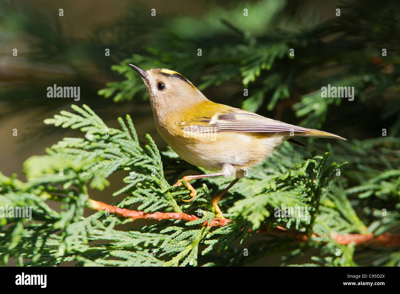 Goldcrest perched on a Conifer branch Stock Photo - Alamy