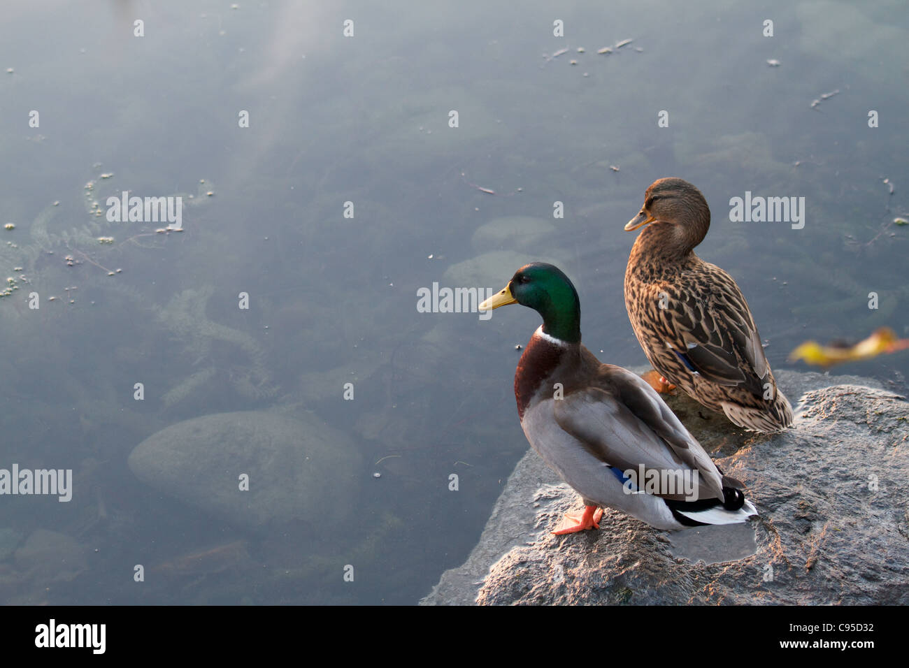 Anas crecca,Anas strepera,Anas platyrhynchos Stock Photo - Alamy