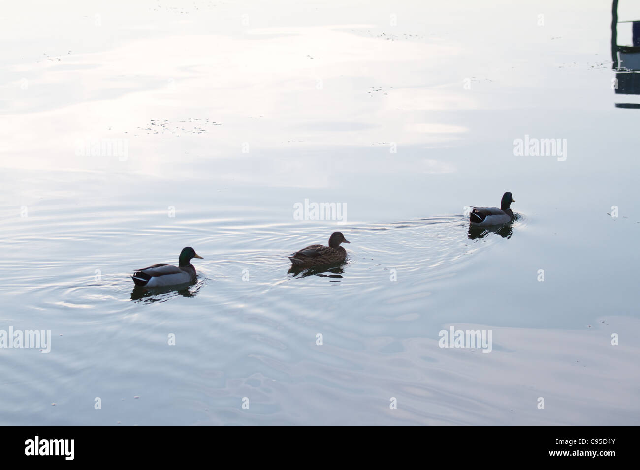 Anas crecca,Anas strepera,Anas platyrhynchos Stock Photo - Alamy