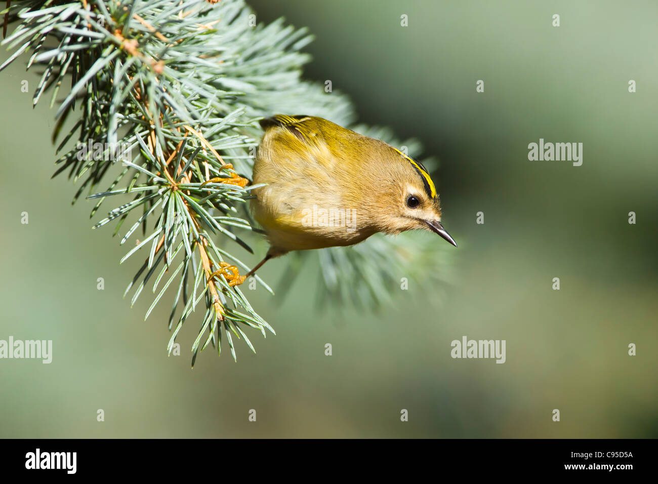 Goldcrest bird uk hi-res stock photography and images - Alamy