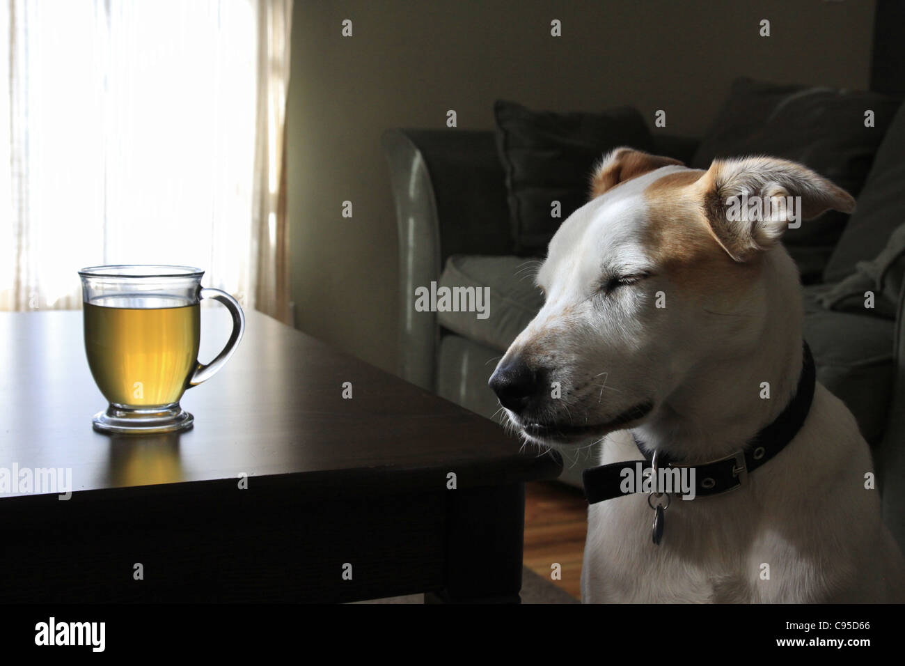 A dog falling asleep while sitting up next to a cup of tea Stock Photo ...