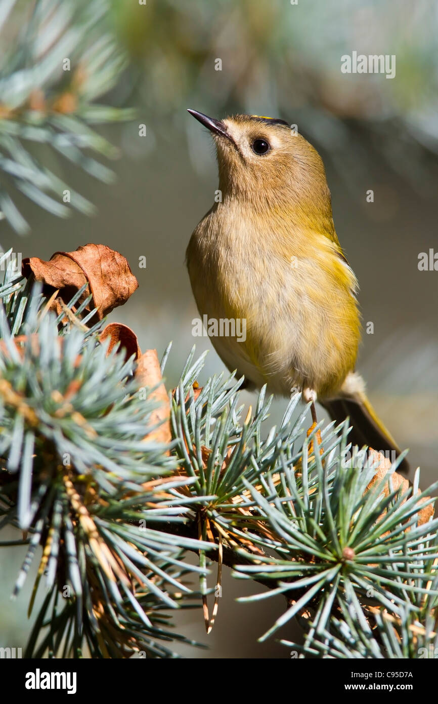 Goldcrest Uk Stock Photos & Goldcrest Uk Stock Images - Alamy