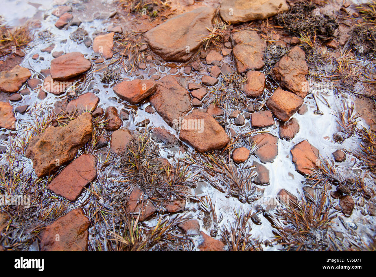 An organic algal bloom on a bog in Orkney that looks like oil on the ...