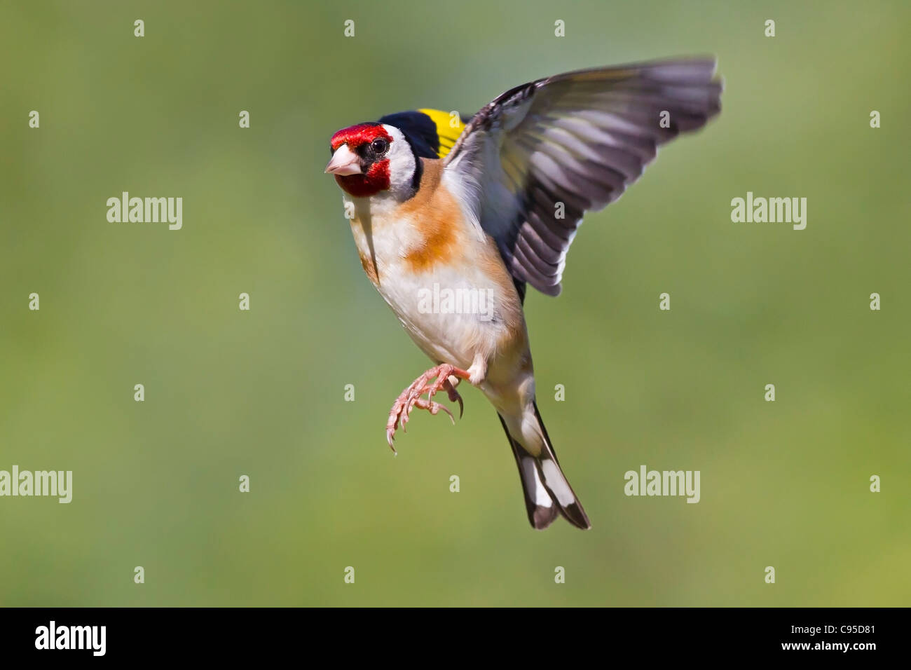 Goldfinch in flight hi-res stock photography and images - Alamy