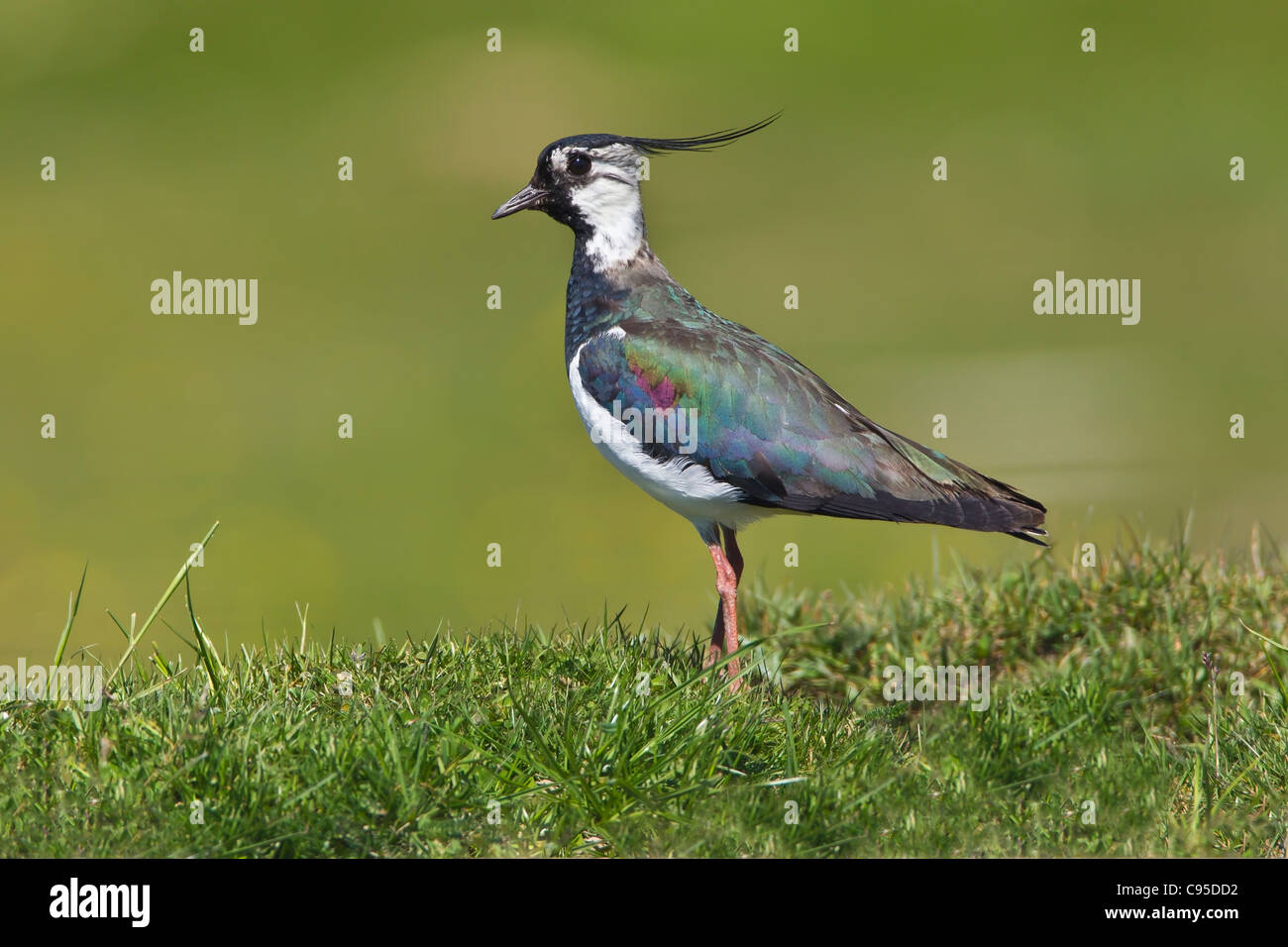 Lapwing in meadow uk hi-res stock photography and images - Alamy