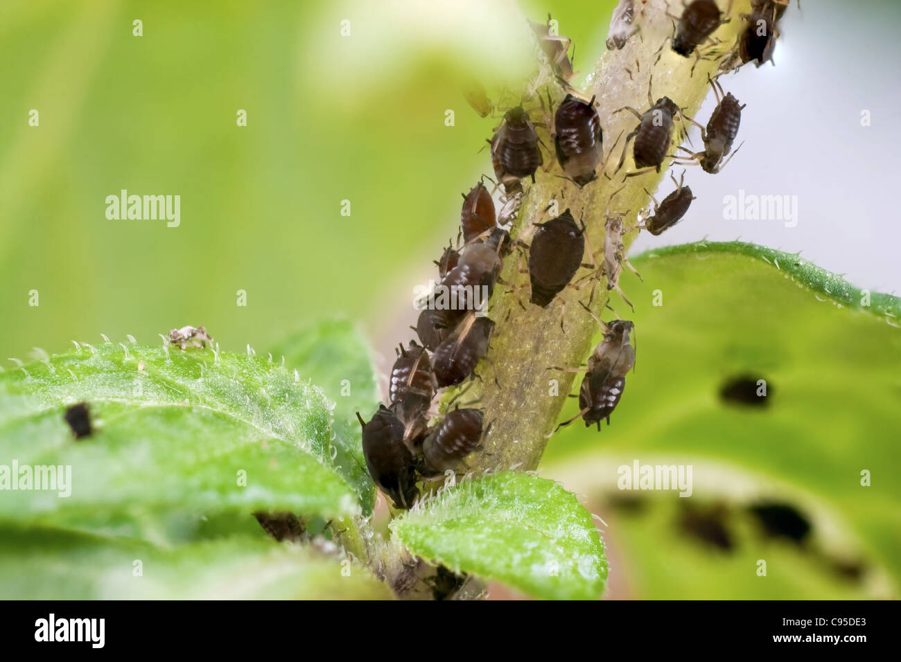 Aphids Stock Photo - Alamy