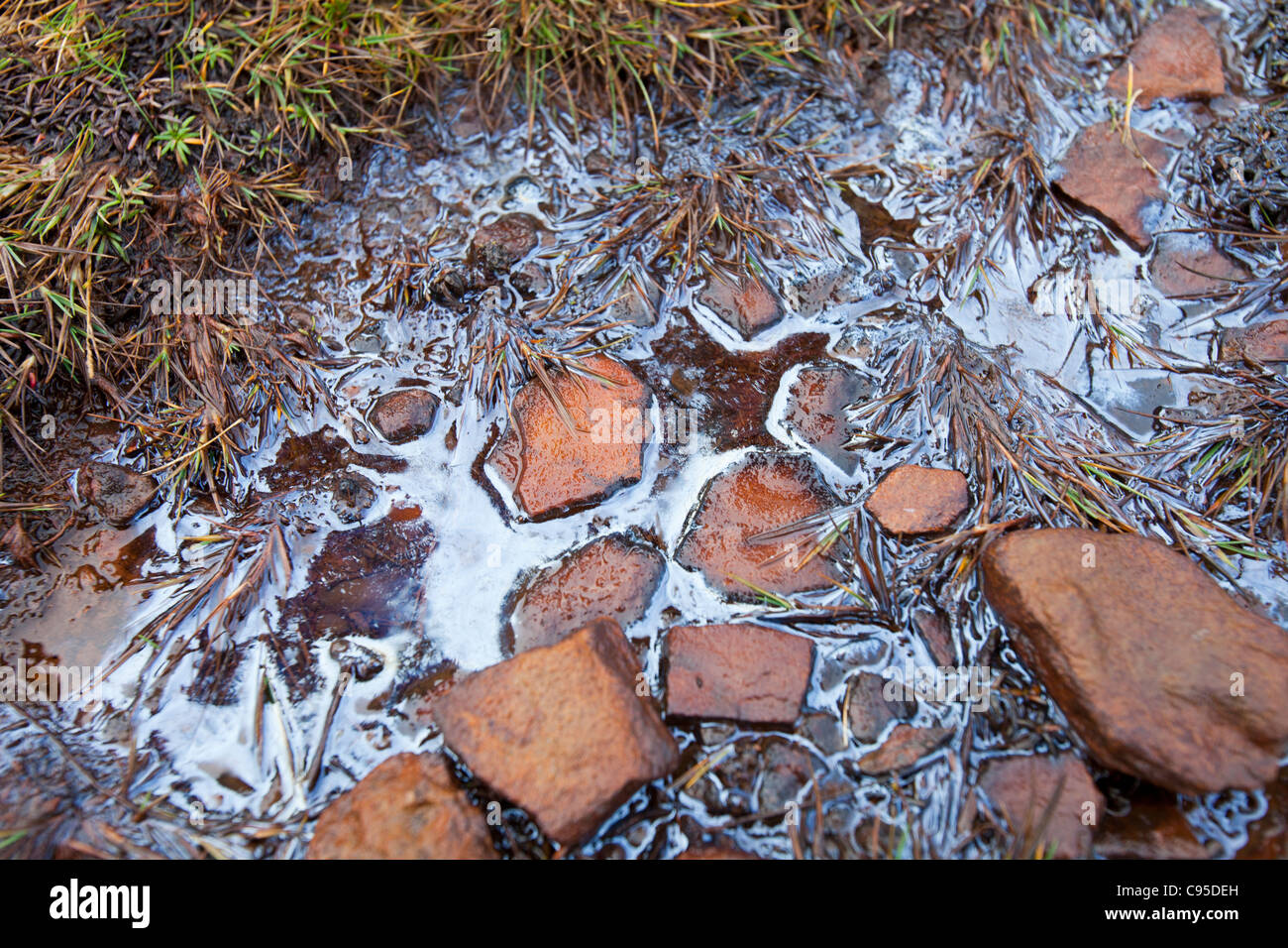 An organic algal bloom on a bog in Orkney that looks like oil on the ...