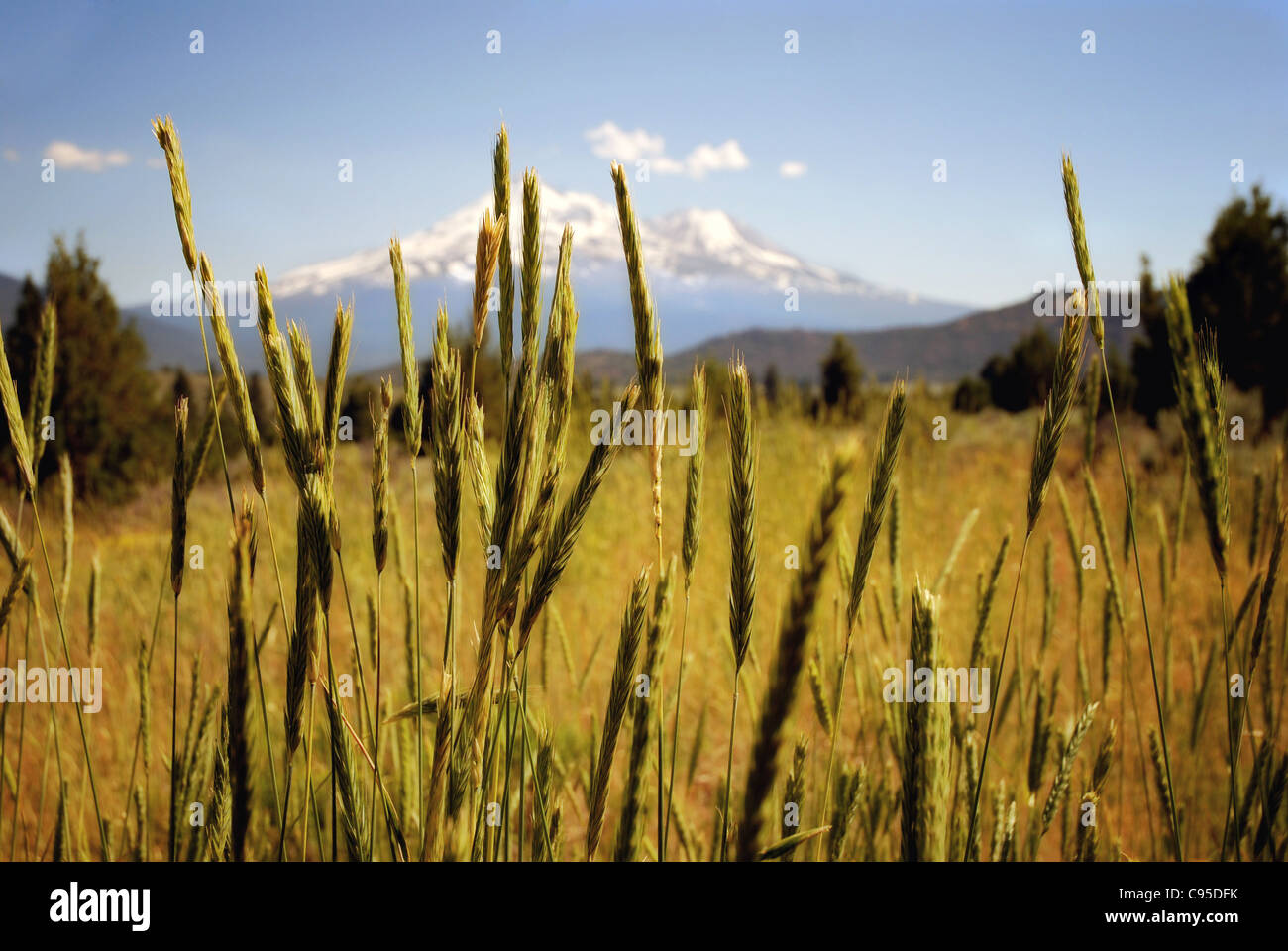 Grassy field with volcano hi-res stock photography and images - Alamy