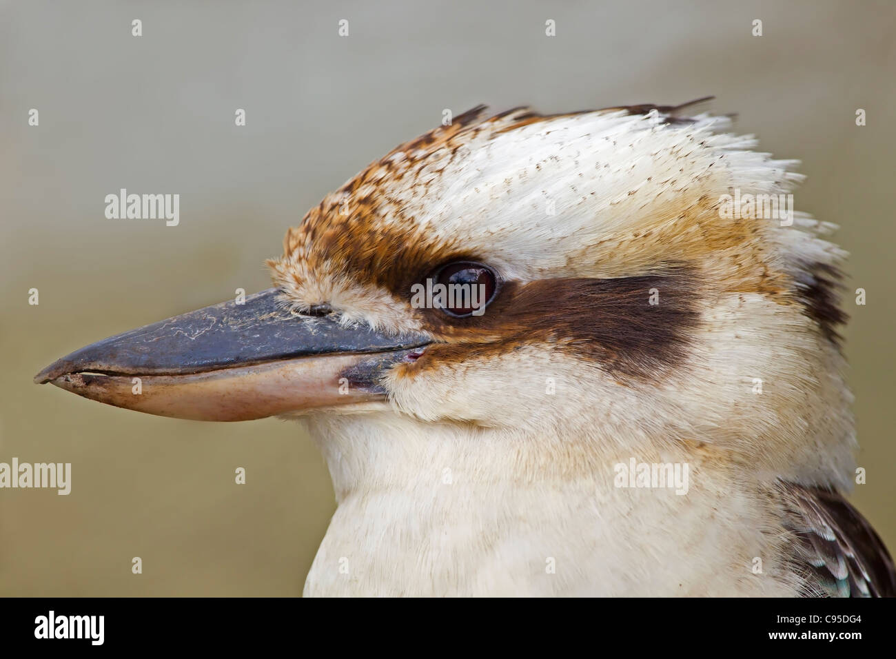 Laughing Kookaburra close up Stock Photo - Alamy