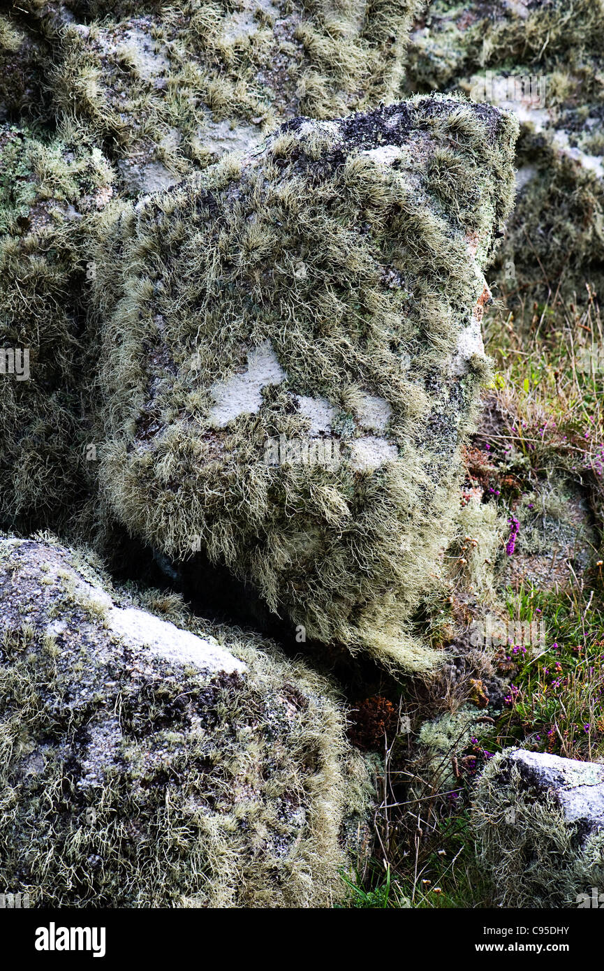 Chemical Weathering Living Organisms Lichens