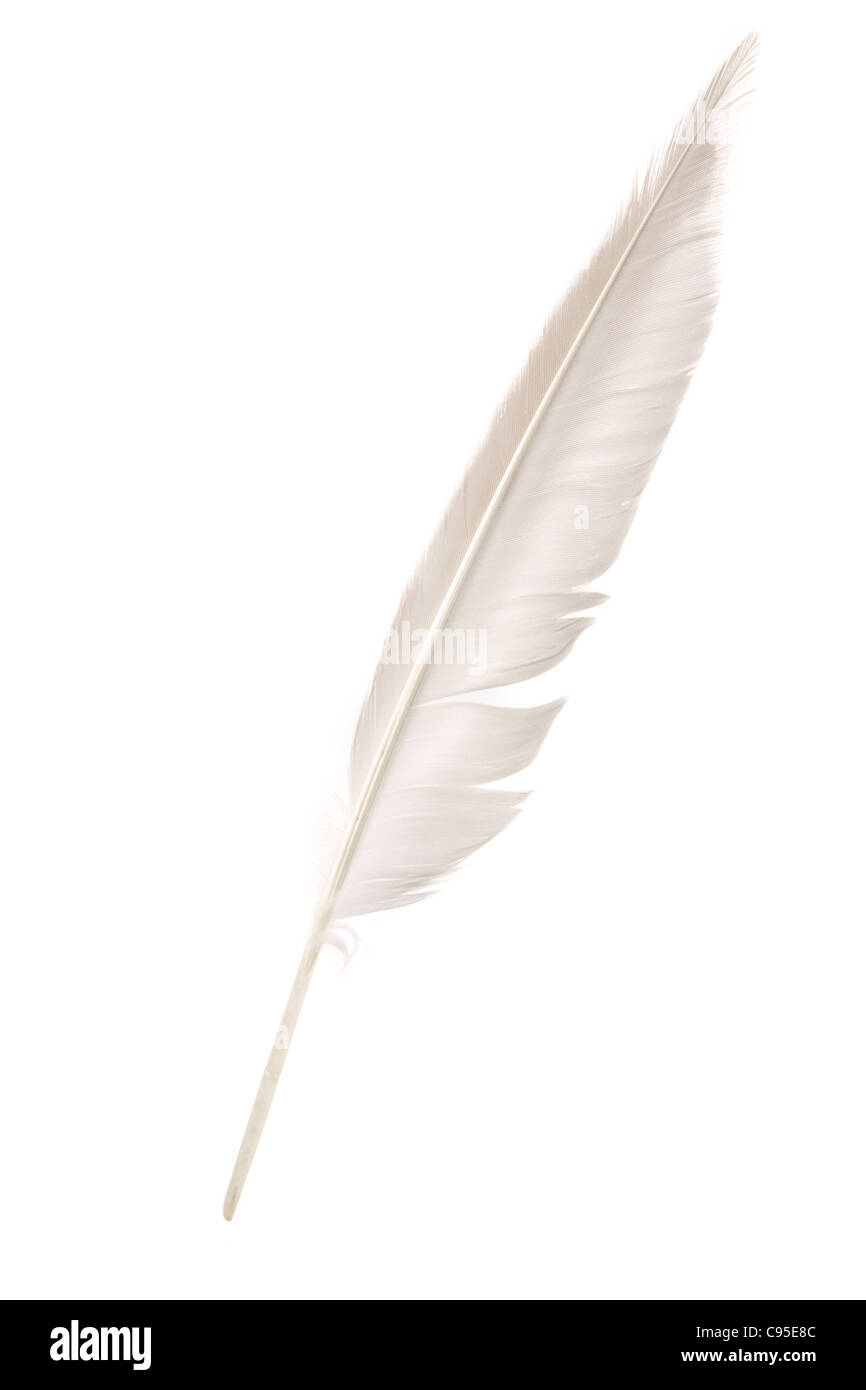 White Feather