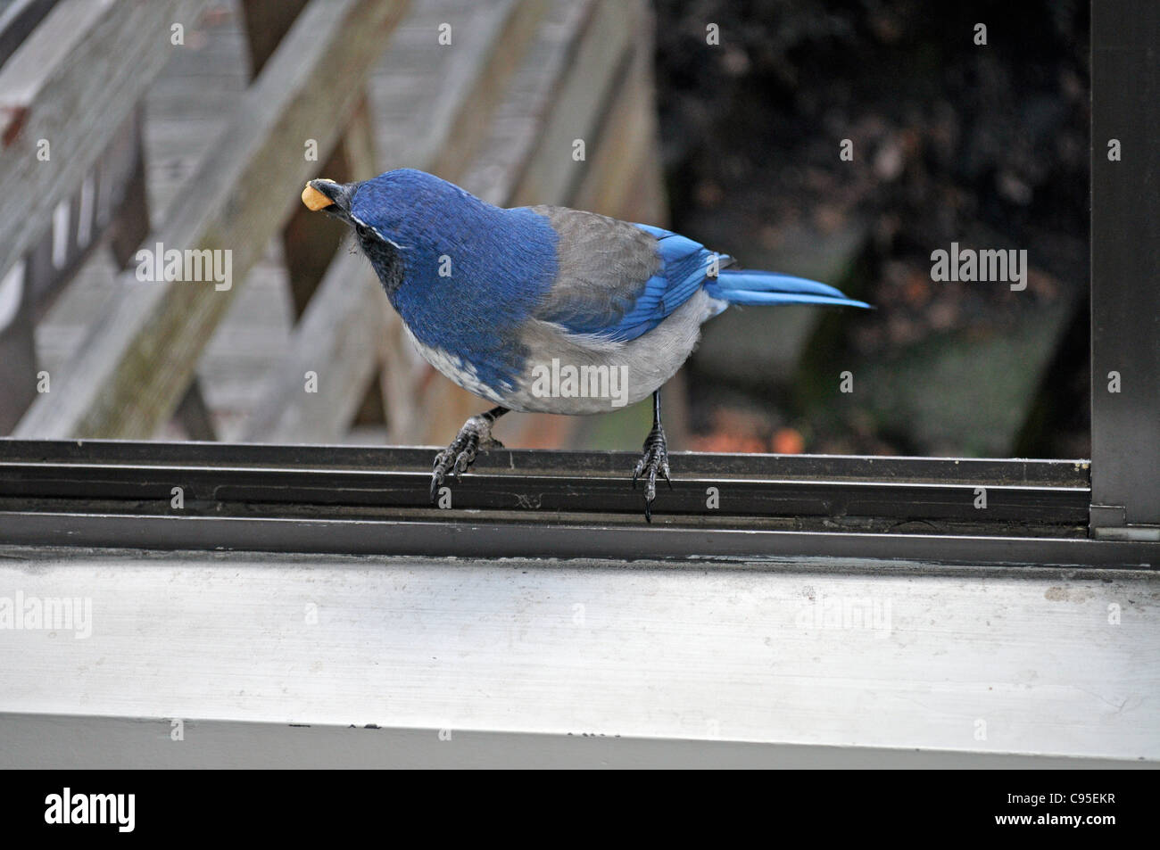 Scrub jay, Aphelocoma coerulescens, at window with peanut. San ...