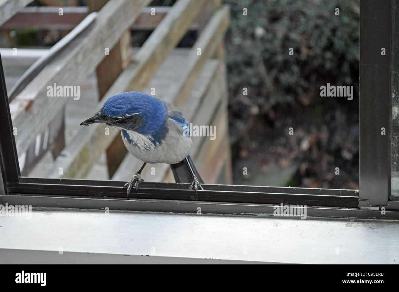 Scrub jay, Aphelocoma coerulescens, at window San Francisco, California ...
