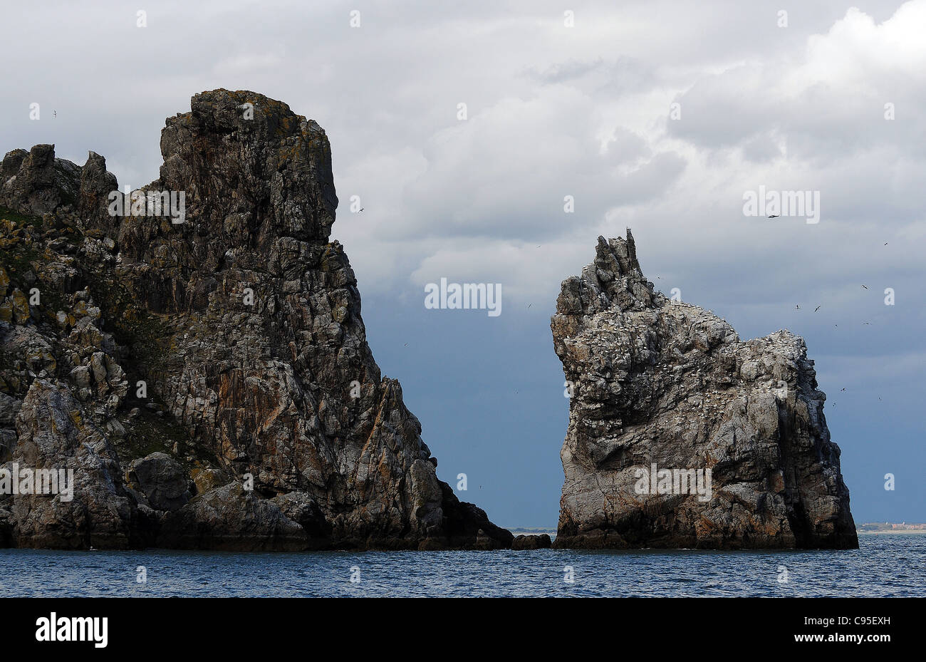 THOUSANDS OF SEA BIRDS NEST ON IRELANDS EYE AT HOWTH ON THE EAST COAST ...