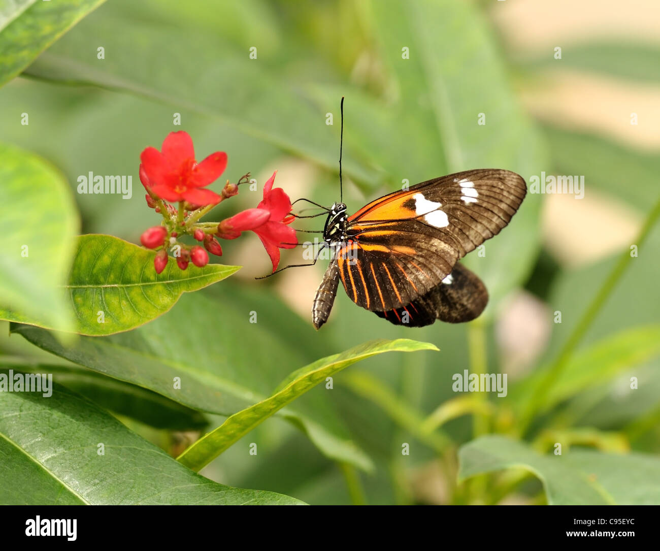 Butterfly heliconia hi-res stock photography and images - Alamy