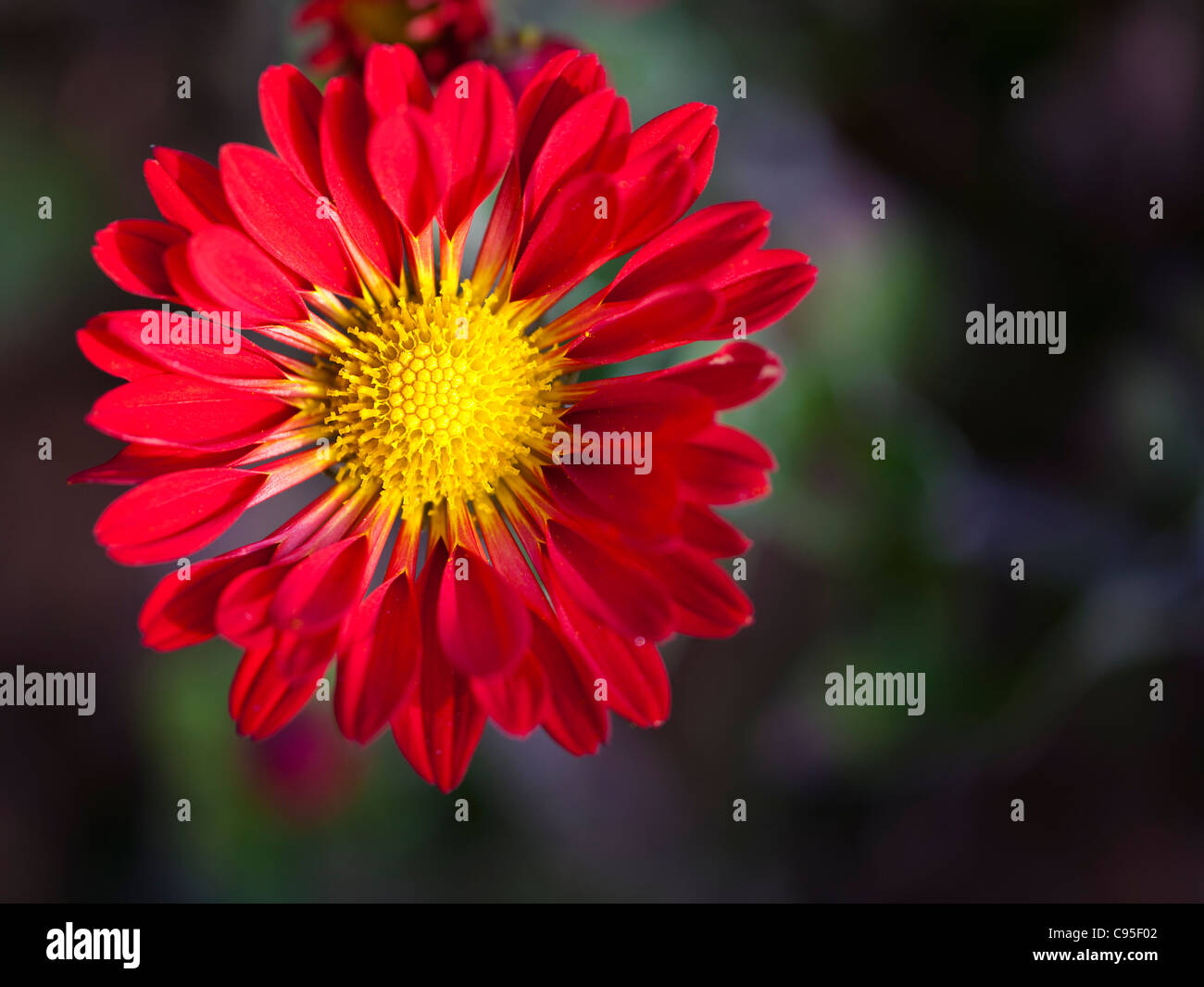 a Mum, flower Stock Photo - Alamy