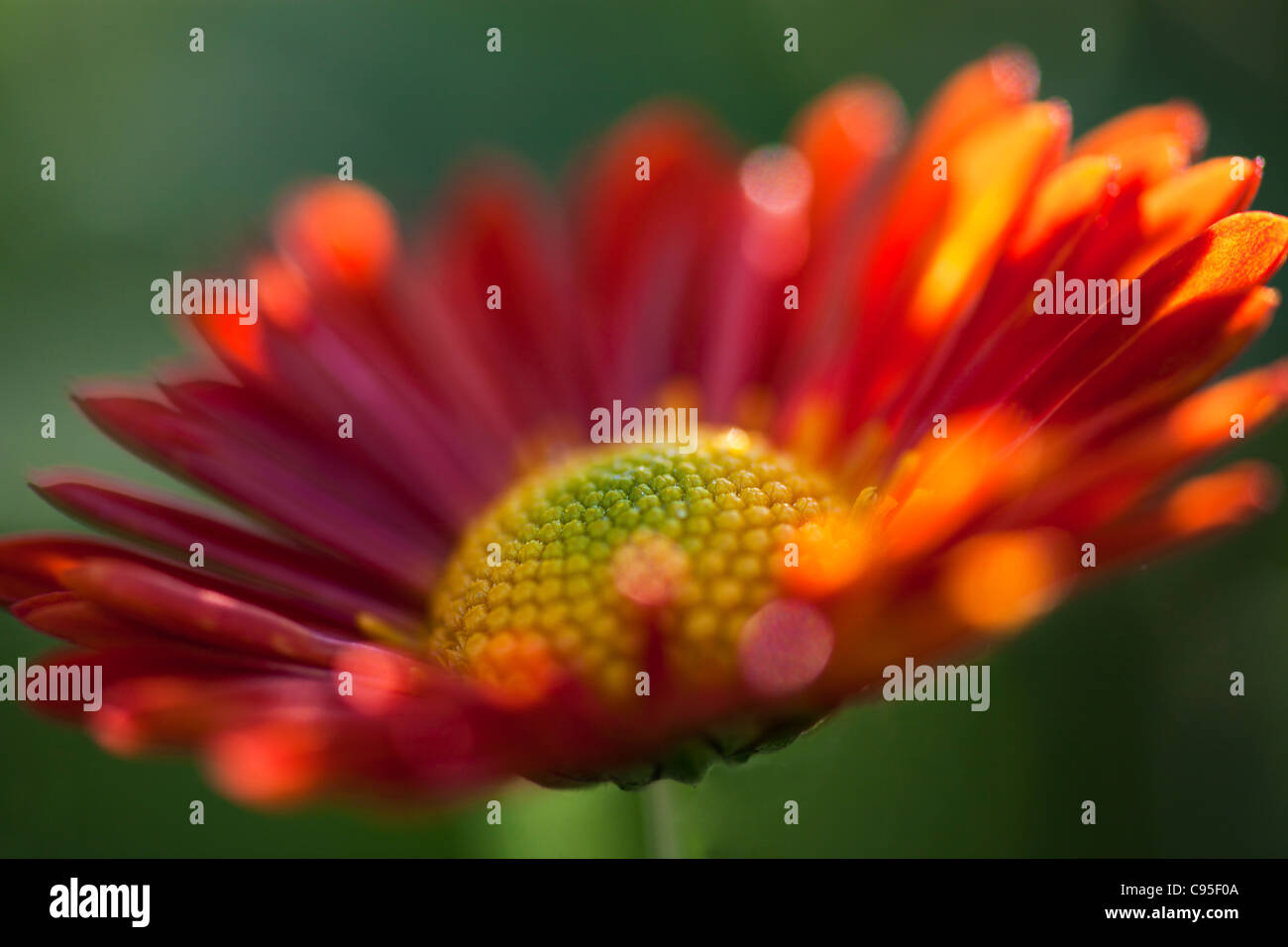Mum flower plant hi-res stock photography and images - Alamy