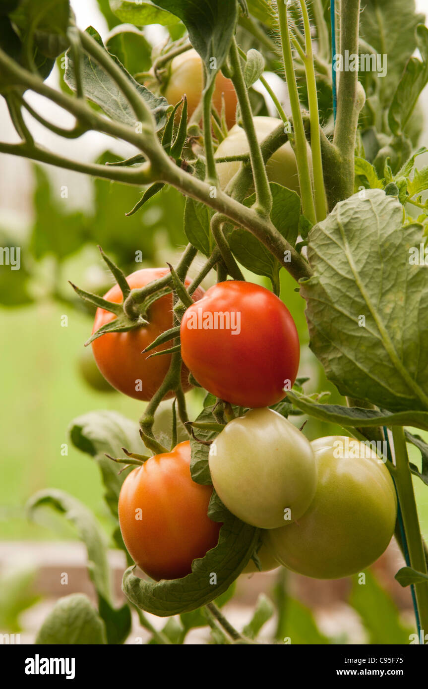 Red and green tomatoes Stock Photo - Alamy