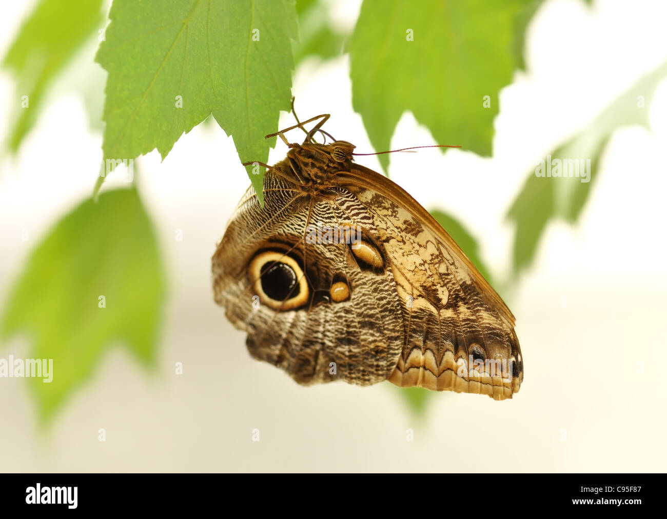 common blue morpho, morpho peleides , on a green leaf Stock Photo - Alamy