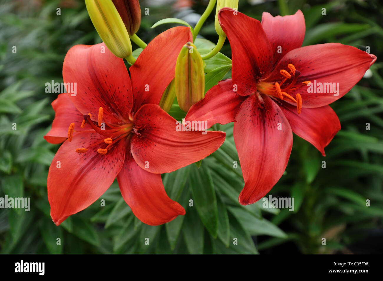 Beautiful Red Lily flowers with buds, close up Stock Photo - Alamy