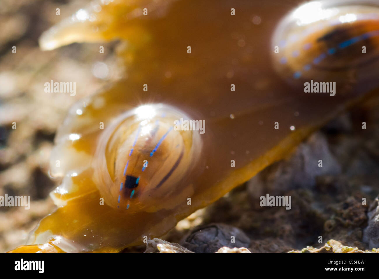 Blue Rayed Limpet (Ansates pellucida) and Barnacles Stock Photo - Alamy