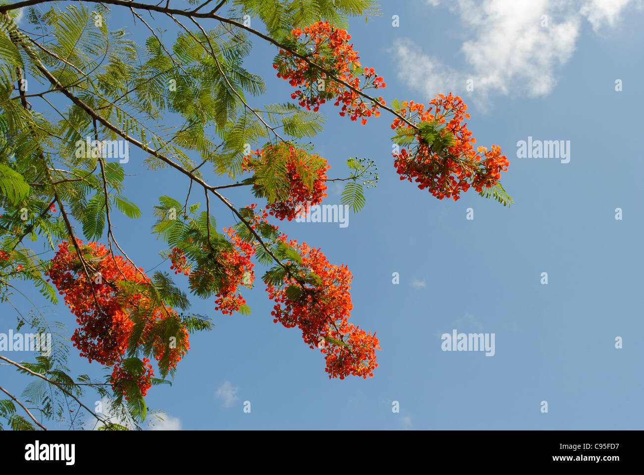 Flame of the forest tree (Delonix regia Stock Photo - Alamy