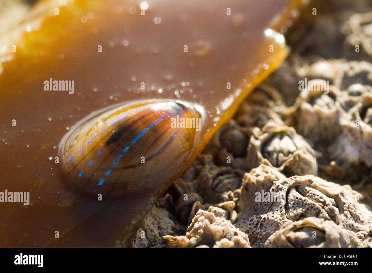 Blue Rayed Limpet (Ansates pellucida) and Barnacles Stock Photo - Alamy