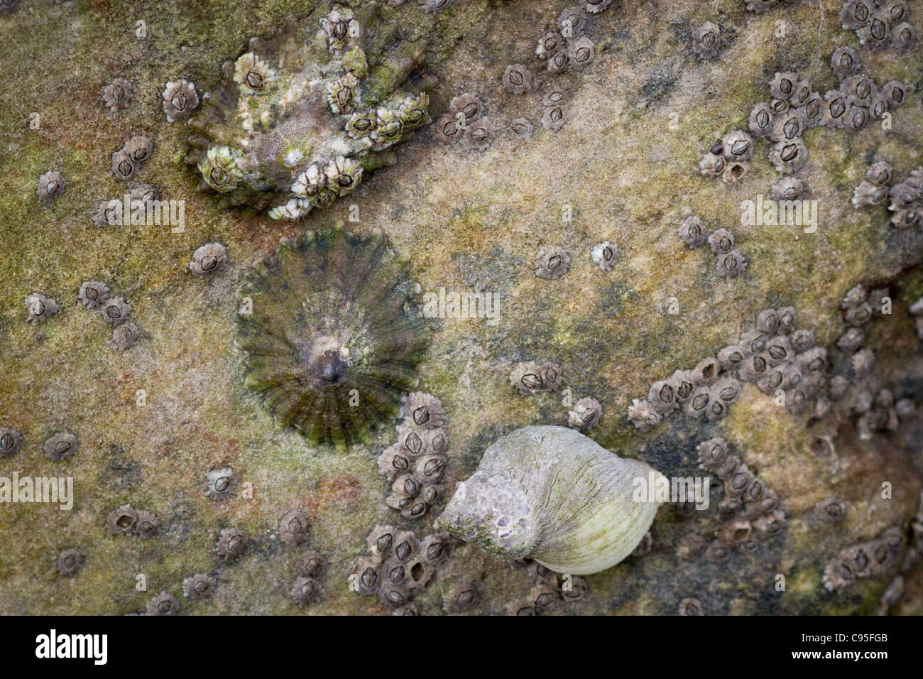 Shells on rock Stock Photo - Alamy