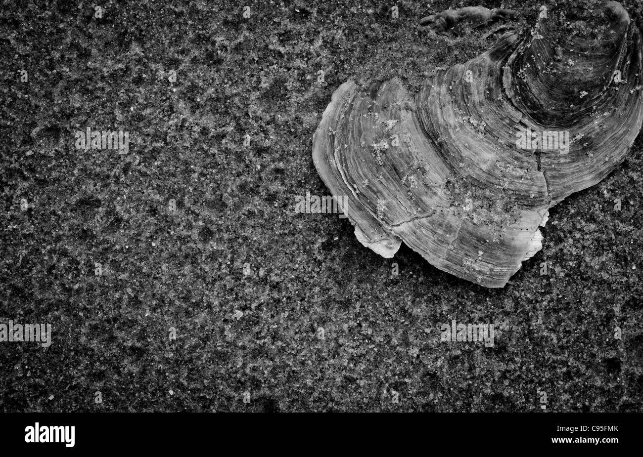 broken clam shell Stock Photo - Alamy