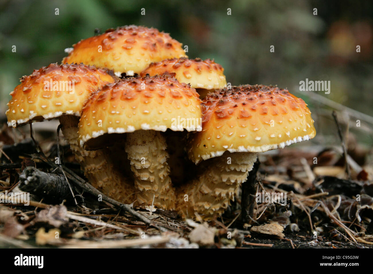group of toadstools pholiota growing on rotting tree stump Stock Photo ...