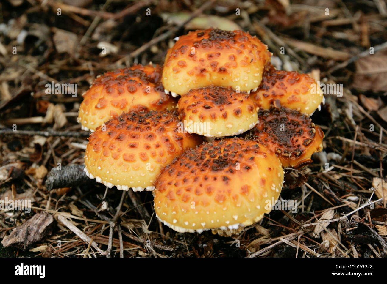 group of toadstools pholiota growing on rotting tree stump Stock Photo ...