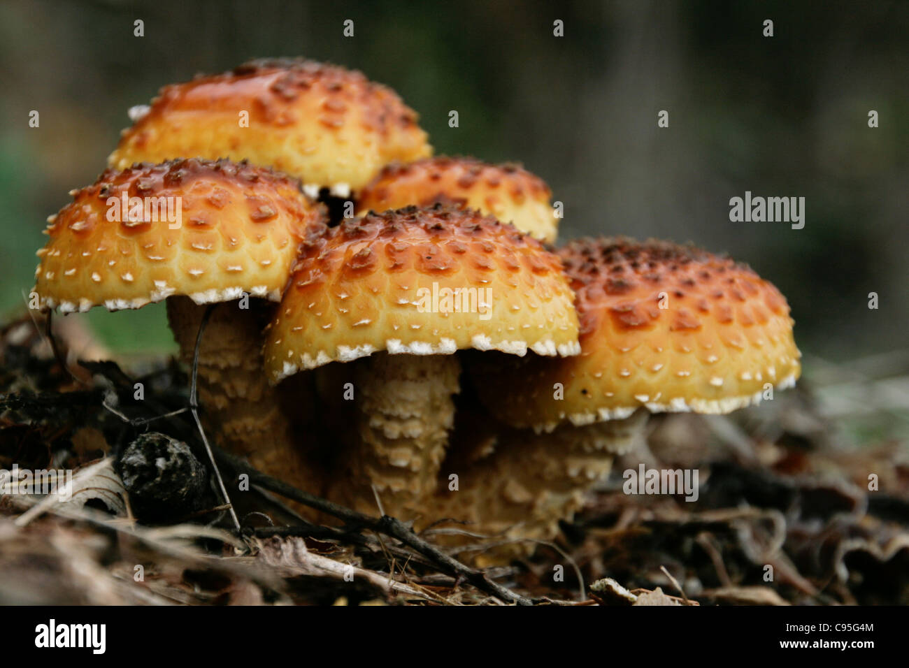 group of toadstools pholiota growing on rotting tree stump Stock Photo ...