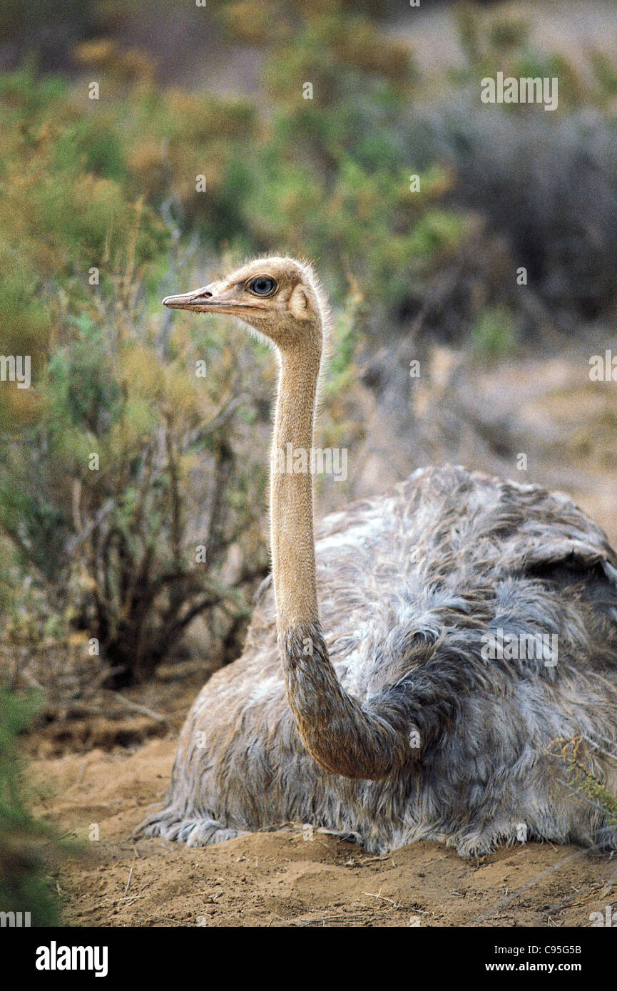 Somali ostrich sitting hi-res stock photography and images - Alamy