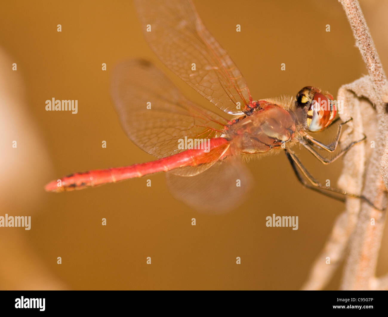 Common darter dragonfly, Sympetrum striolatum, perched on branch Stock ...
