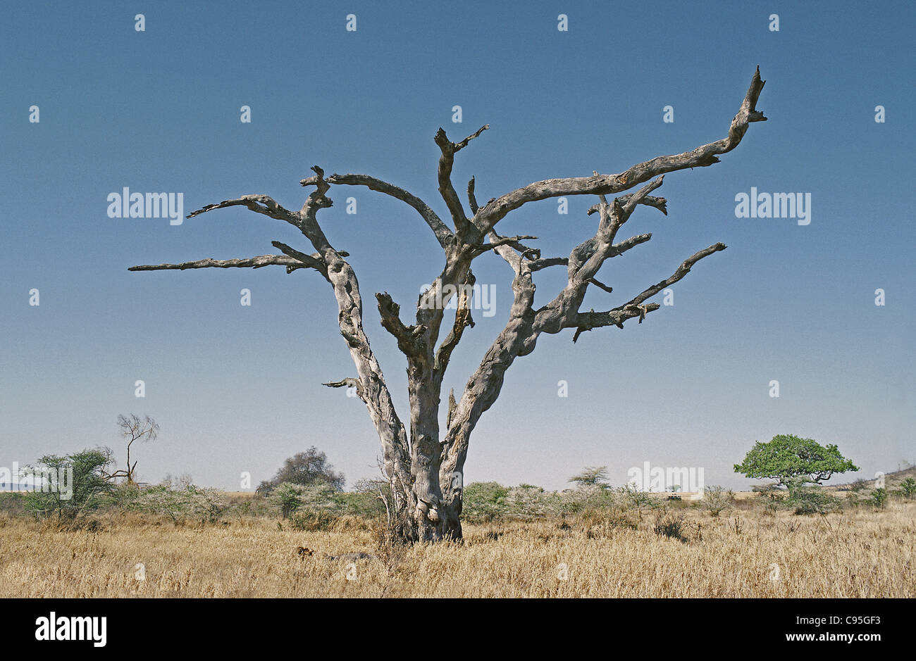 Dead Acacia tree in near Seronera river in Serengeti National Park ...