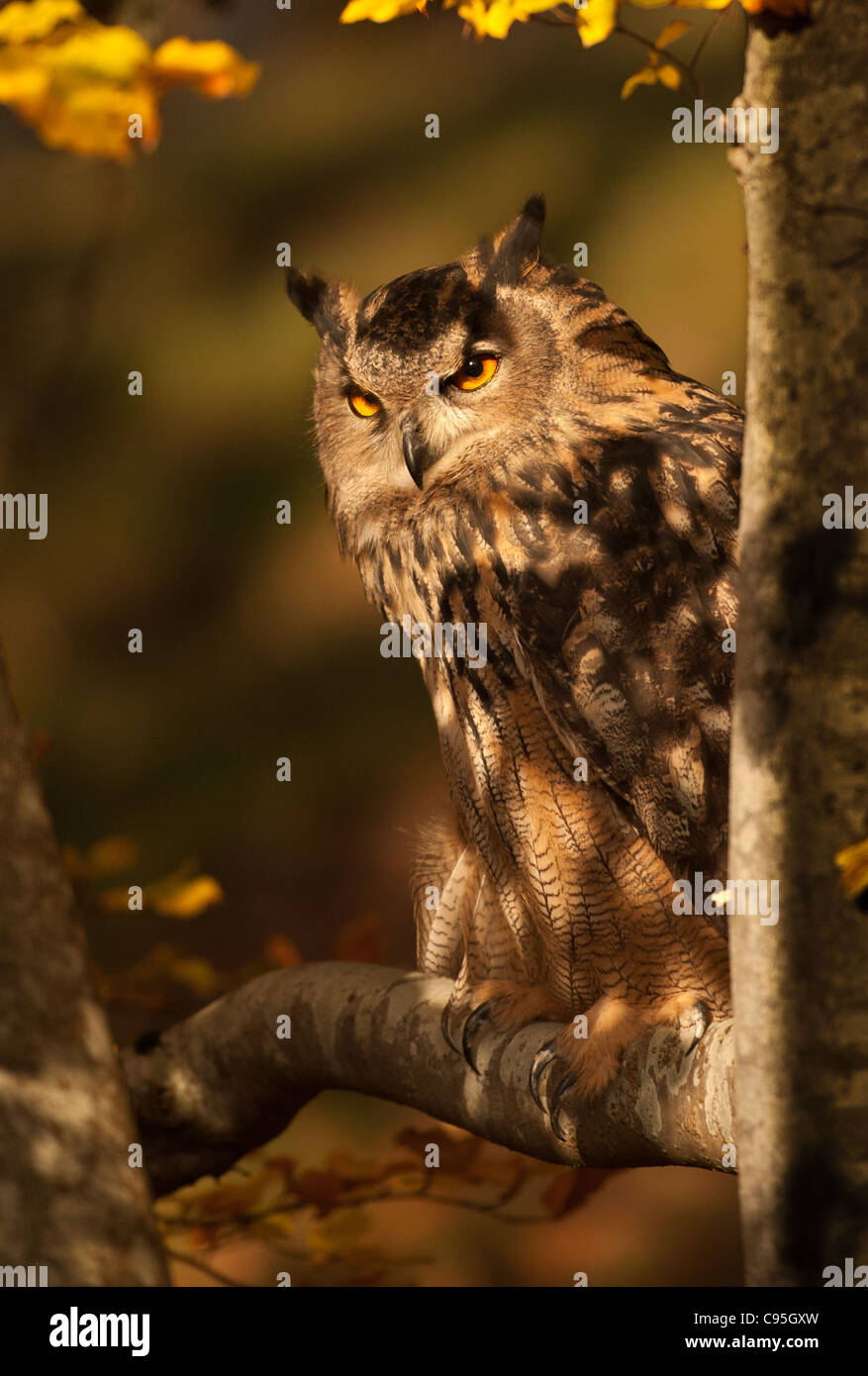 Eagle Owl on tree branch Stock Photo - Alamy