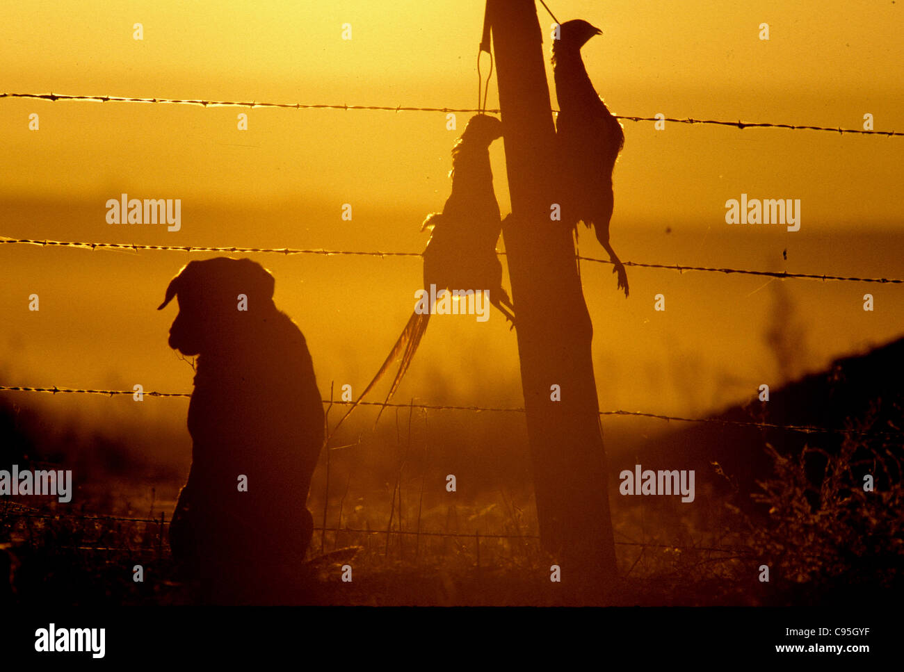 Black Labrador retriever with pheasants at sunset Stock Photo - Alamy